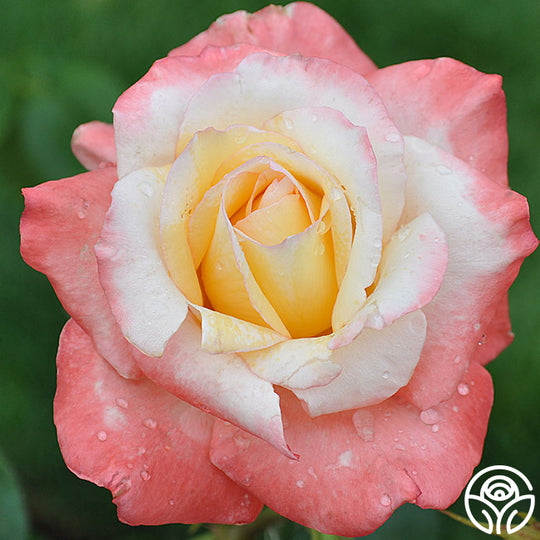 Gemini Rose - Hybrid Tea - Lightly Fragrant – Heirloom Roses