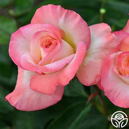 Gemini Rose - Hybrid Tea - Lightly Fragrant – Heirloom Roses