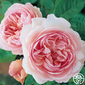 Gentle Hermione Rose - David Austin - Very Fragrant – Heirloom Roses