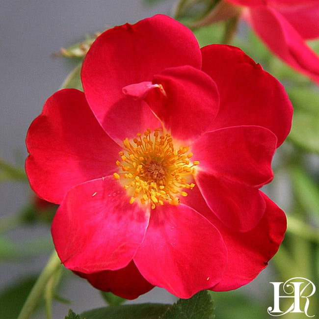 Gina's Rose – Heirloom Roses