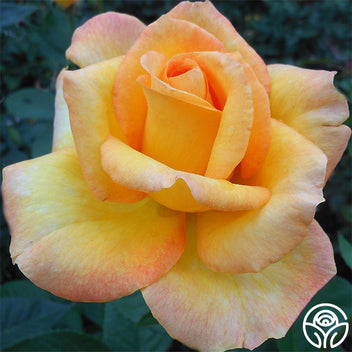 Gold Medal Grandiflora Rose | Yellow Rose Plant – Heirloom Roses