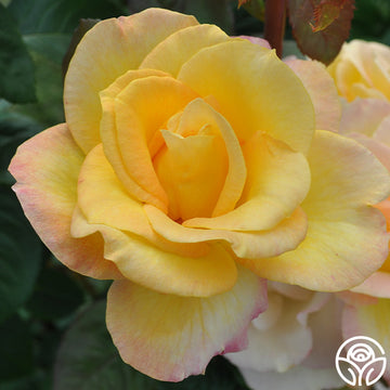 Gold Medal Rose - Grandiflora - Lightly Fragrant – Heirloom Roses