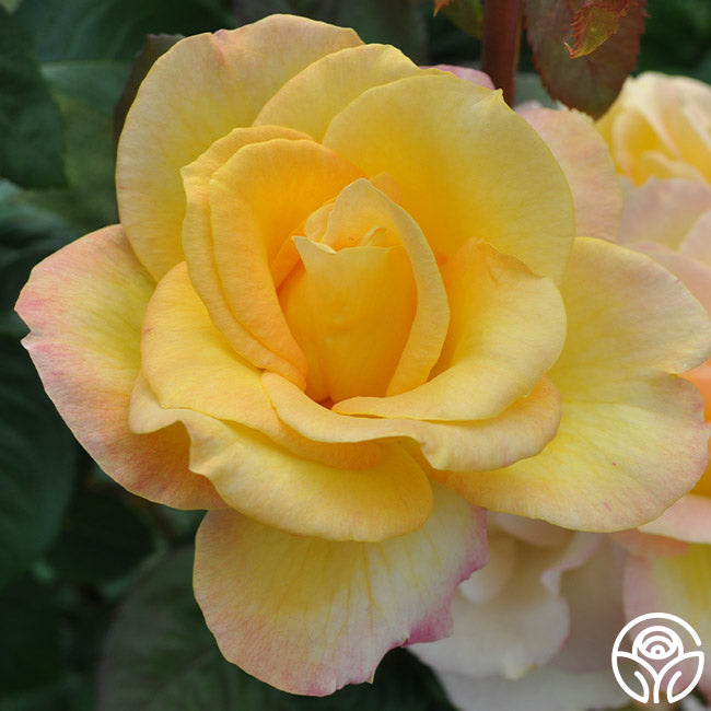 Gold Medal Rose - Grandiflora - Lightly Fragrant – Heirloom Roses