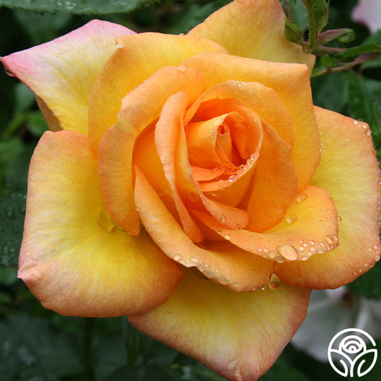 Gold Medal Rose - Grandiflora - Lightly Fragrant – Heirloom Roses