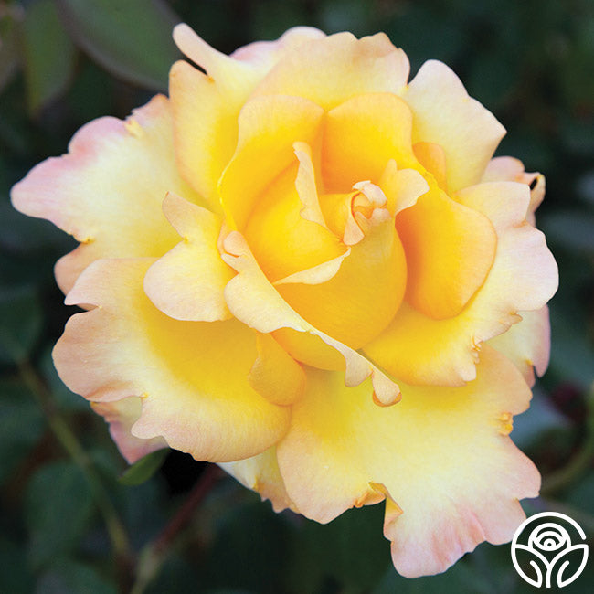 Gold Struck™ | Yellow Grandiflora Rose Bush – Heirloom Roses