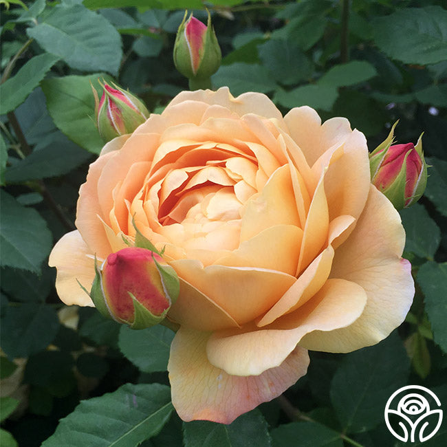 Golden Celebration Rose - David Austin - Very Fragrant – Heirloom Roses