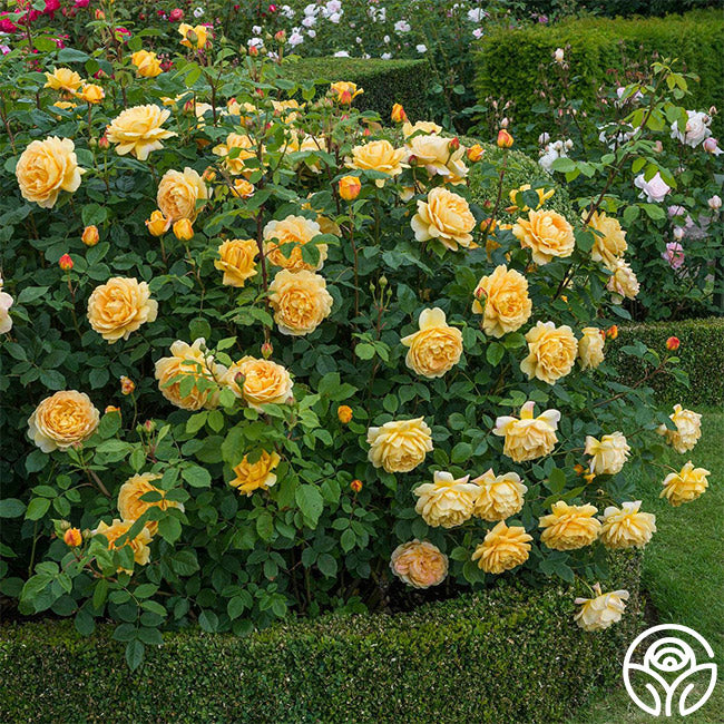 Golden Celebration Rose - David Austin - Very Fragrant – Heirloom Roses