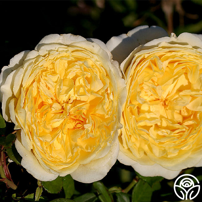 Golden Globe Shrub Rose | Yellow Rose Bush – Heirloom Roses