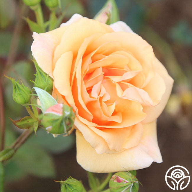 Golden Unicorn Hardy Rose | Apricot Rose Plant – Heirloom Roses