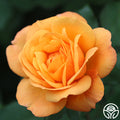 Good As Gold Rose - Hybrid Tea - Moderately Fragrant – Heirloom Roses
