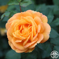 Good As Gold Rose - Hybrid Tea - Moderately Fragrant – Heirloom Roses