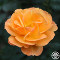 Good As Gold Rose - Hybrid Tea - Moderately Fragrant – Heirloom Roses
