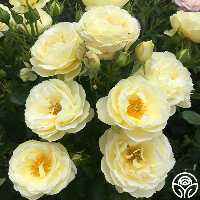 Good Ol' Summertime Rose - Shrub - Moderately Fragrant – Heirloom Roses