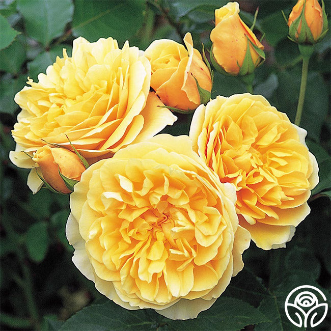 Graham Thomas Rose - David Austin - Moderately Fragrant – Heirloom Roses