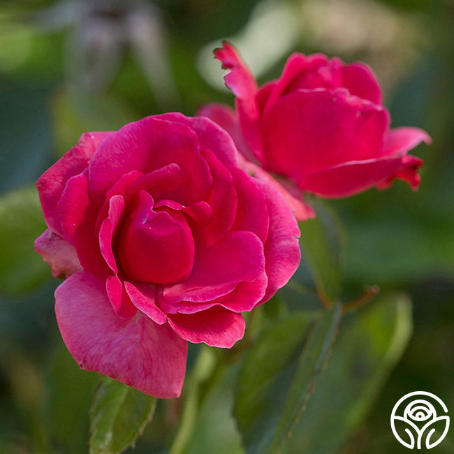 Grandma's Blessing | Pink Shrub Rose Bush – Heirloom Roses