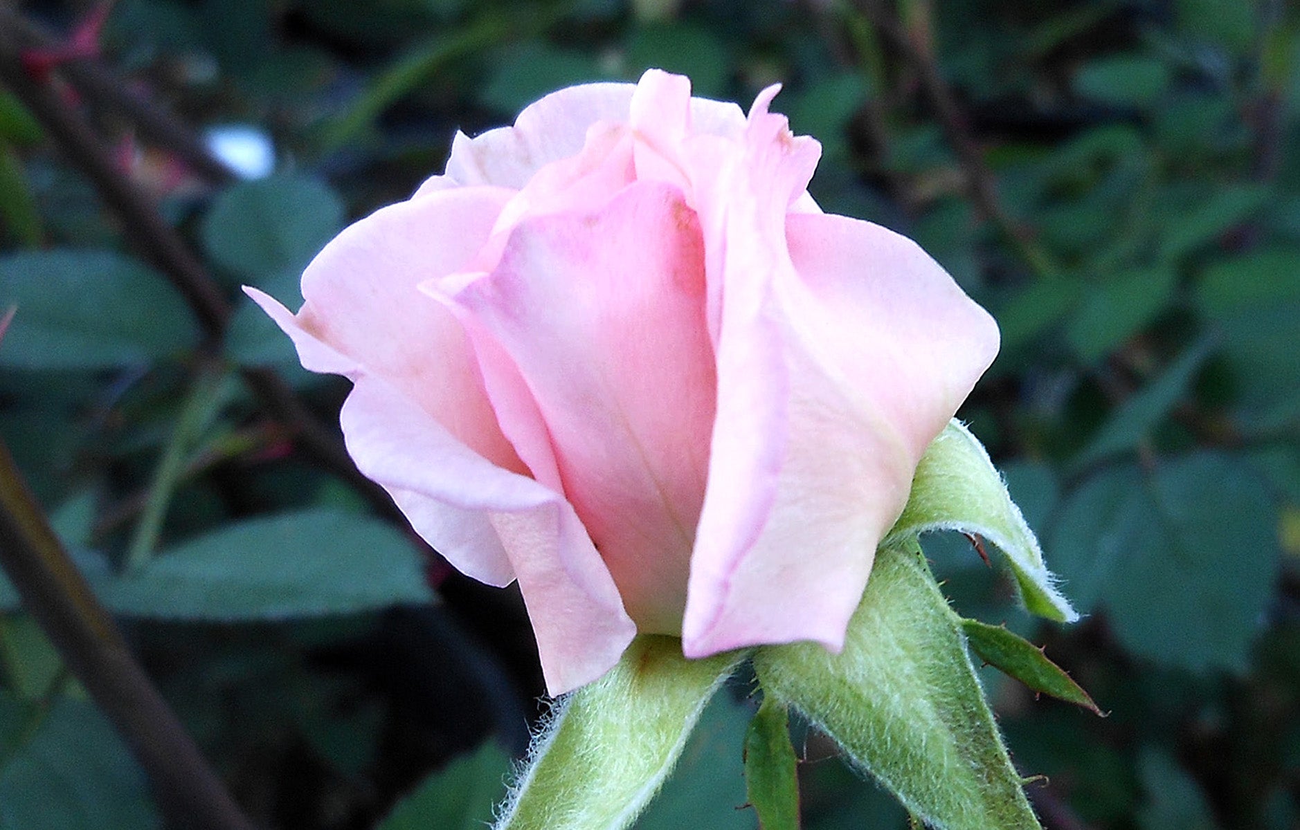 Grandmaw's Baby Rose - Miniature - – Heirloom Roses