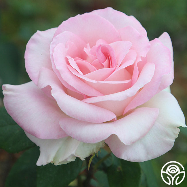 Great Century Hybrid Tea Rose | Fragrant Rose Plant – Heirloom Roses