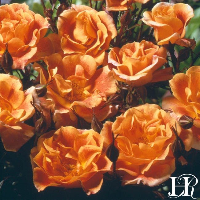 Gypsy Dancer – Heirloom Roses