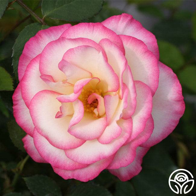 Handel Climbing Rose | Fragrant Rose Bush – Heirloom Roses