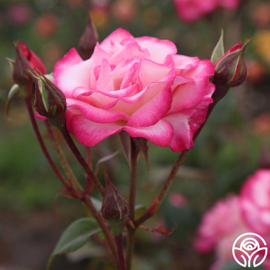 Handel Rose - Climbing Roses - Very Fragrant – Heirloom Roses