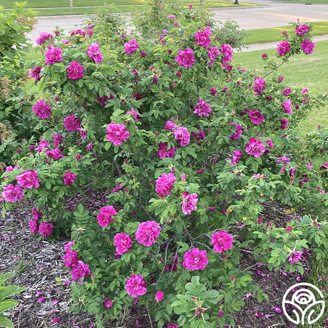 Hansa Rose - Rugosa - Exceptionally Fragrant – Heirloom Roses
