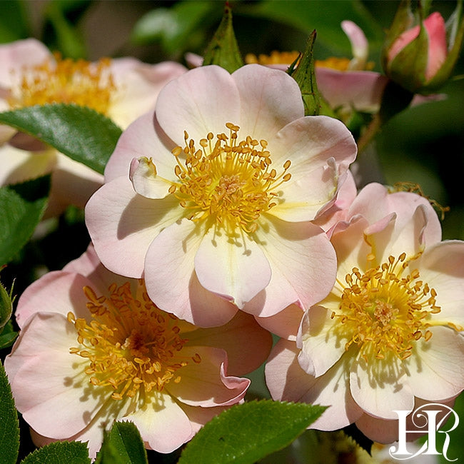 Happy Ever After – Heirloom Roses