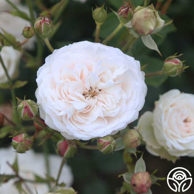 Heinrich Blanc Rose - Climbing Roses - – Heirloom Roses
