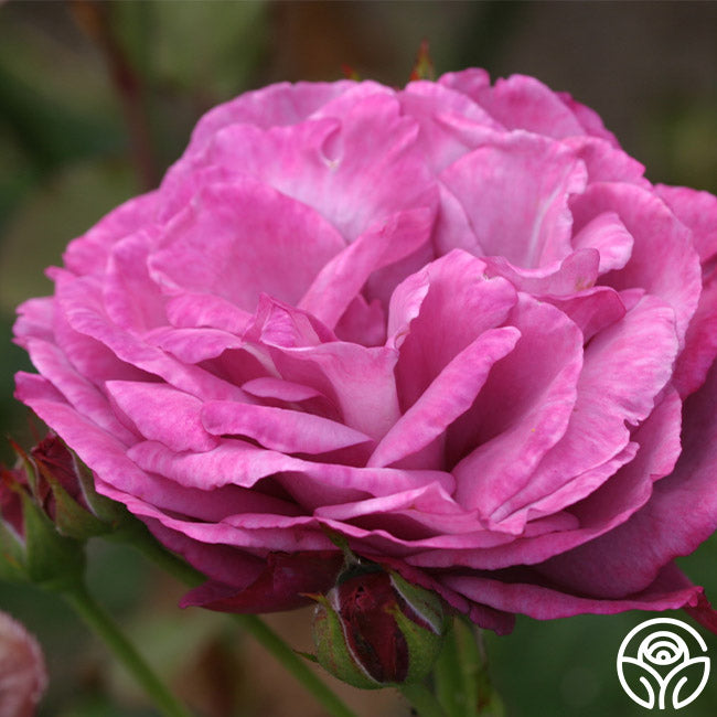 Heirloom Rose - Hybrid Tea - Exceptionally Fragrant – Heirloom Roses