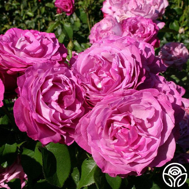 Heirloom Rose - Hybrid Tea - Exceptionally Fragrant – Heirloom Roses