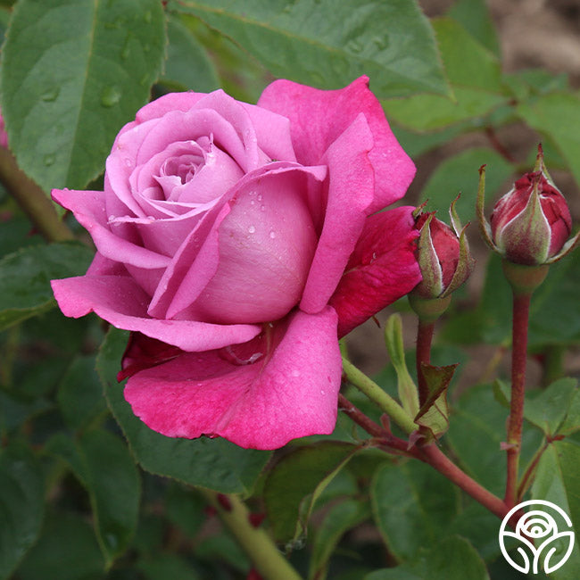 Heirloom Rose - Hybrid Tea - Exceptionally Fragrant – Heirloom Roses