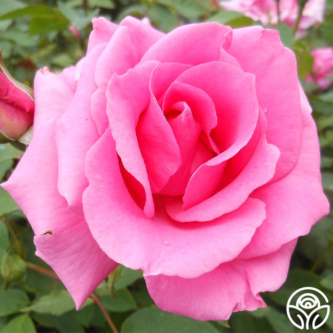 Hi, Neighbor Hardy Rose | Pink Rose Plant – Heirloom Roses
