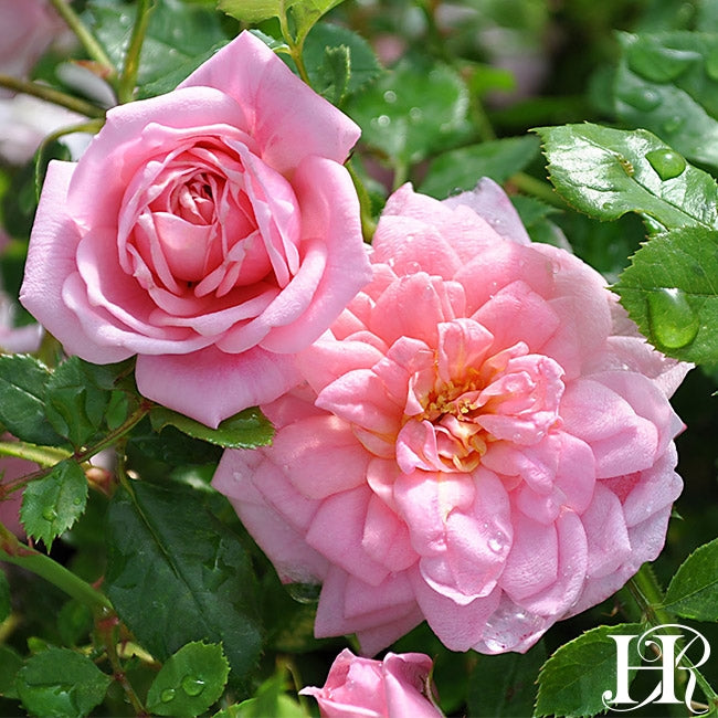 Hi Society – Heirloom Roses