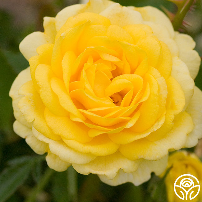 High Voltage | Yellow Shrub Rose Bush – Heirloom Roses