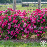 Highwire Flyer – Heirloom Roses