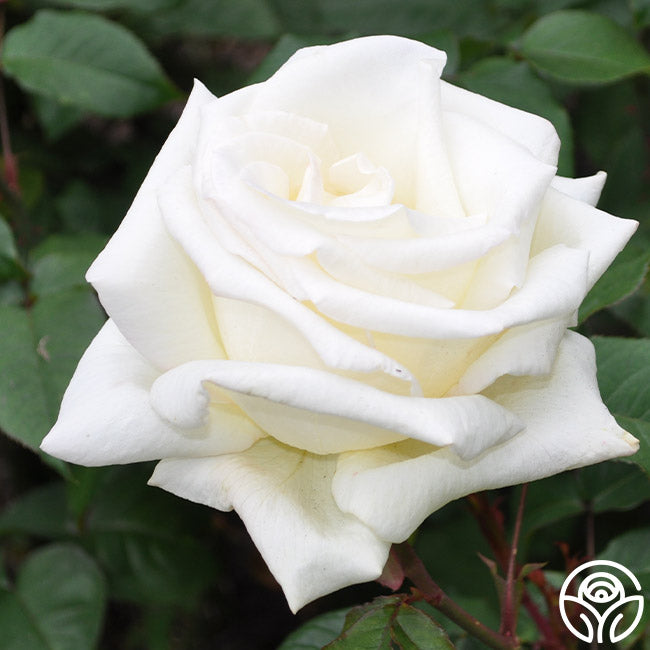 Honor Hybrid Tea Rose | White Rose Plant – Heirloom Roses