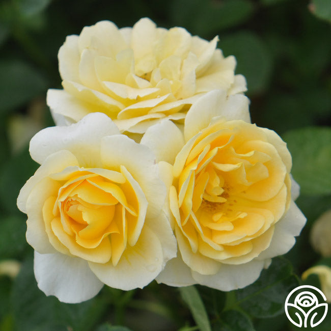 Honor Elizabeth Floribunda Rose | Yellow Rose Plant – Heirloom Roses