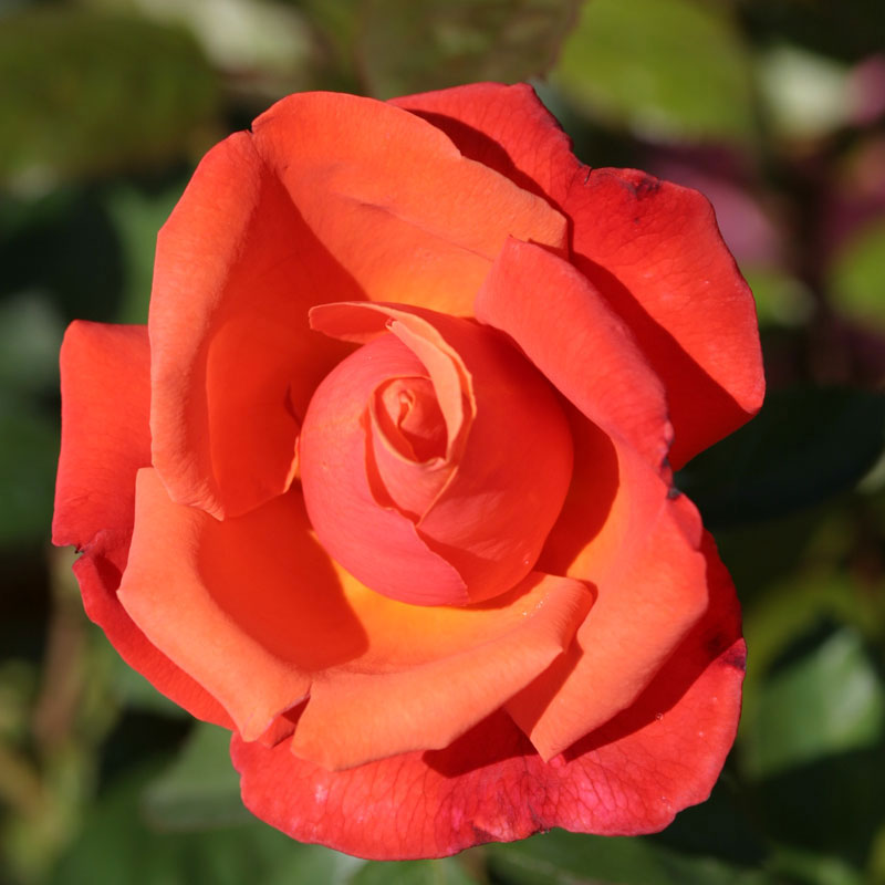 Royal Dane – Heirloom Roses