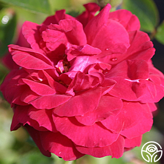 Hunter – Heirloom Roses