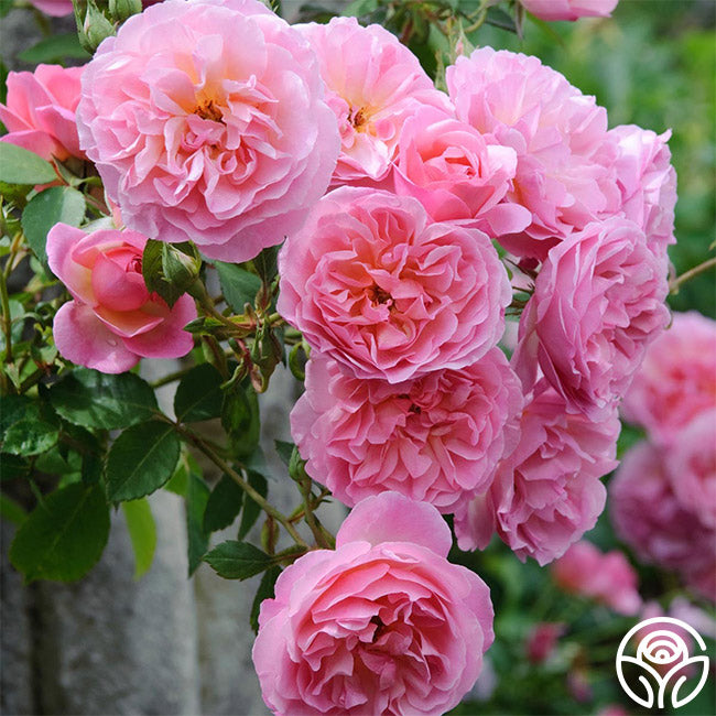 Hyde Hall Rose - David Austin - Lightly Fragrant – Heirloom Roses