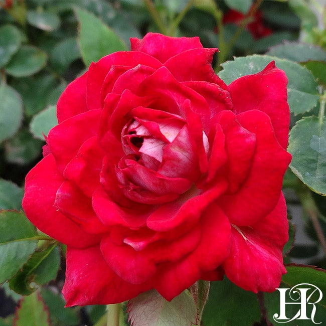 Iced Raspberry – Heirloom Roses