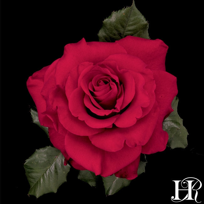 In the Mood – Heirloom Roses