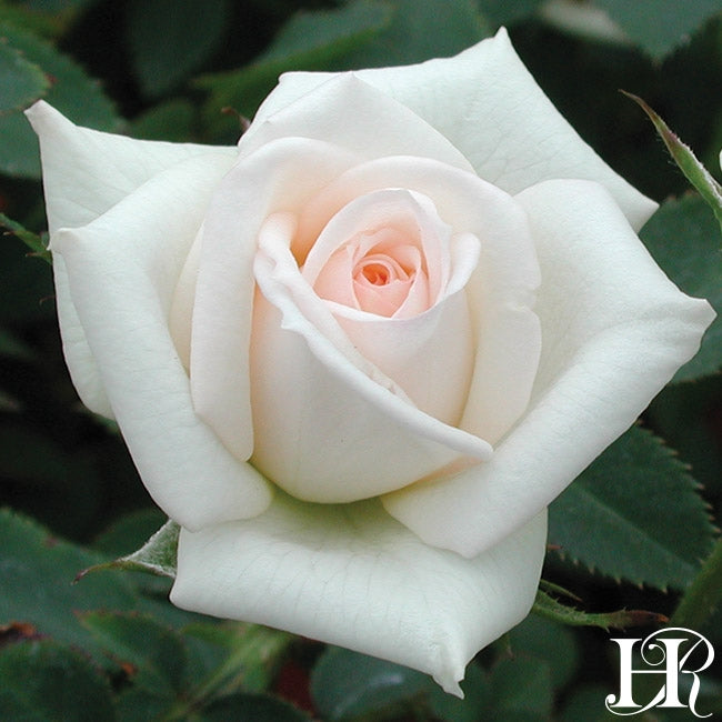 Innocence – Heirloom Roses