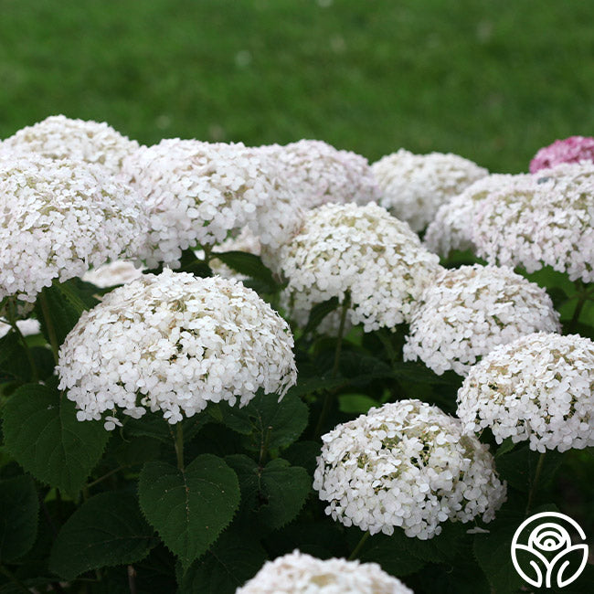 Invincible Wee White® – Heirloom Roses