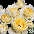 Irish Hope Rose - English Legend - Very Fragrant – Heirloom Roses