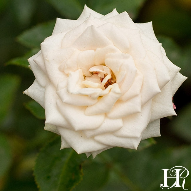 Irresistible – Heirloom Roses