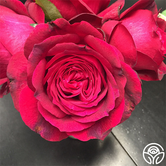 Janice Kellogg Floribunda Rose | Red Rose Plant – Heirloom Roses