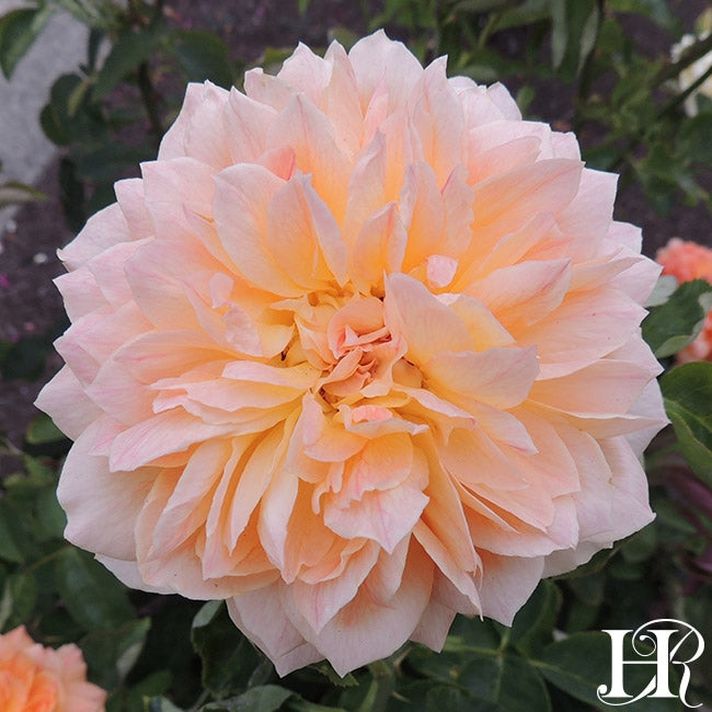 Jean Giono – Heirloom Roses