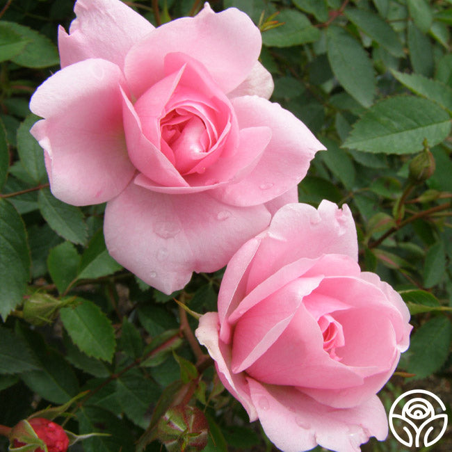 John Davis Rose - Hardy - Moderately Fragrant – Heirloom Roses