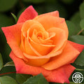 Joseph's Coat Rose - Climbing Roses - Lightly Fragrant – Heirloom Roses
