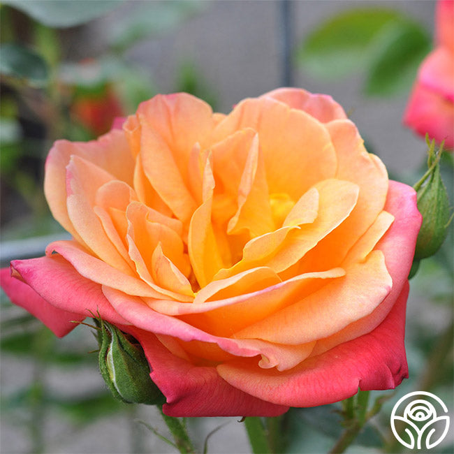 Joseph's Coat Rose - Climbing Roses - Lightly Fragrant – Heirloom Roses